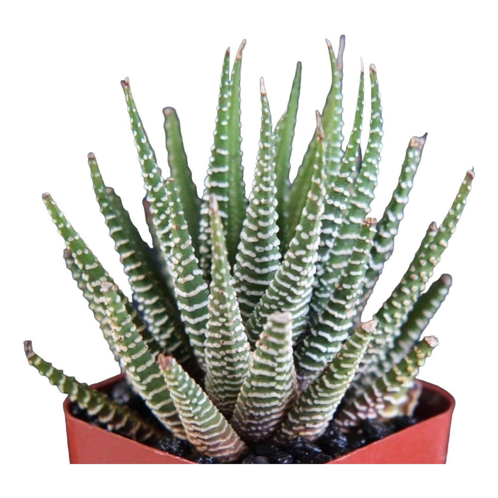 Suculenta Haworthiopsis Super Zebra Raridade Com 3cm A 10cm em Promoção ...