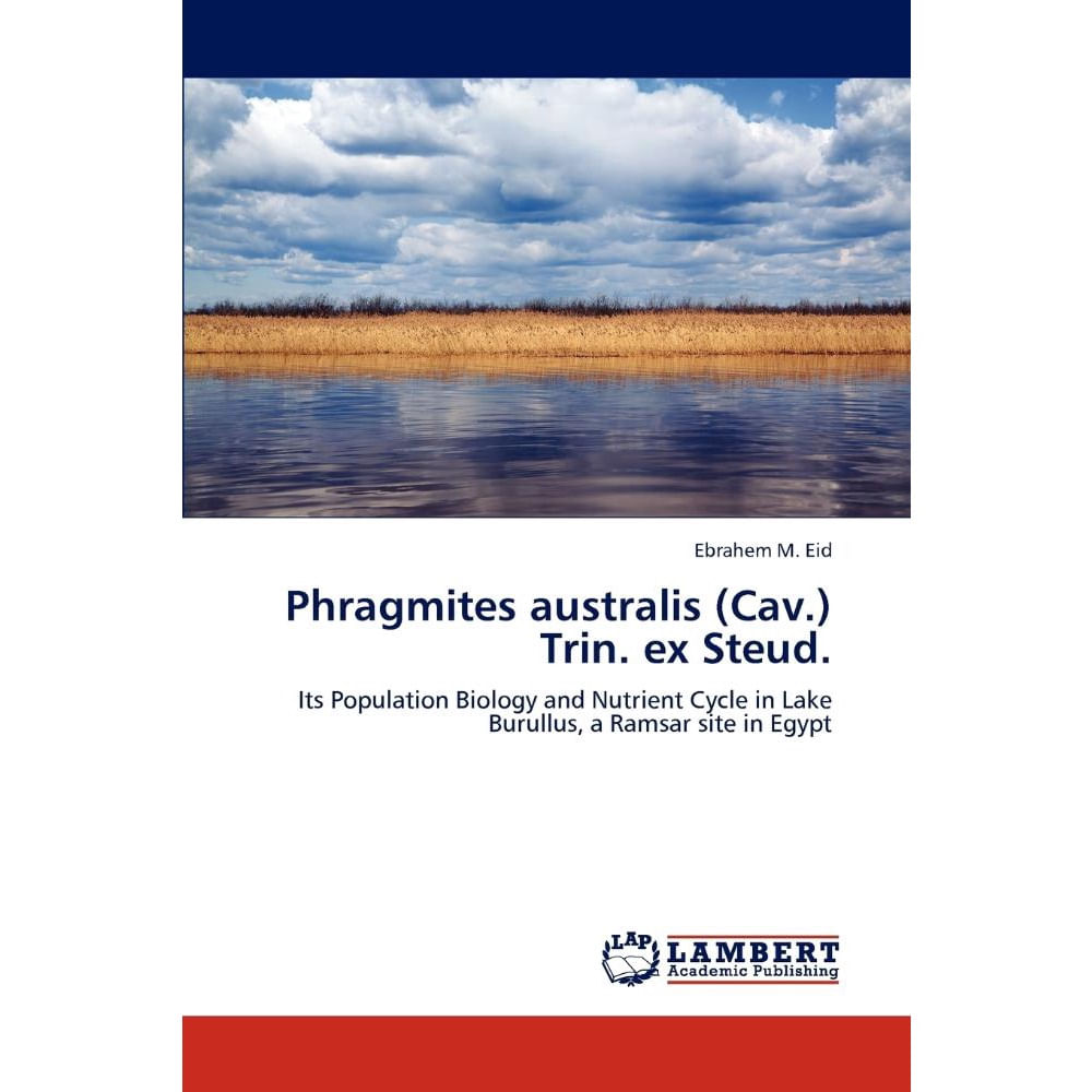Phragmites australis (Cav. ) Trin. ex Steud. em Promoção | Ofertas na ...